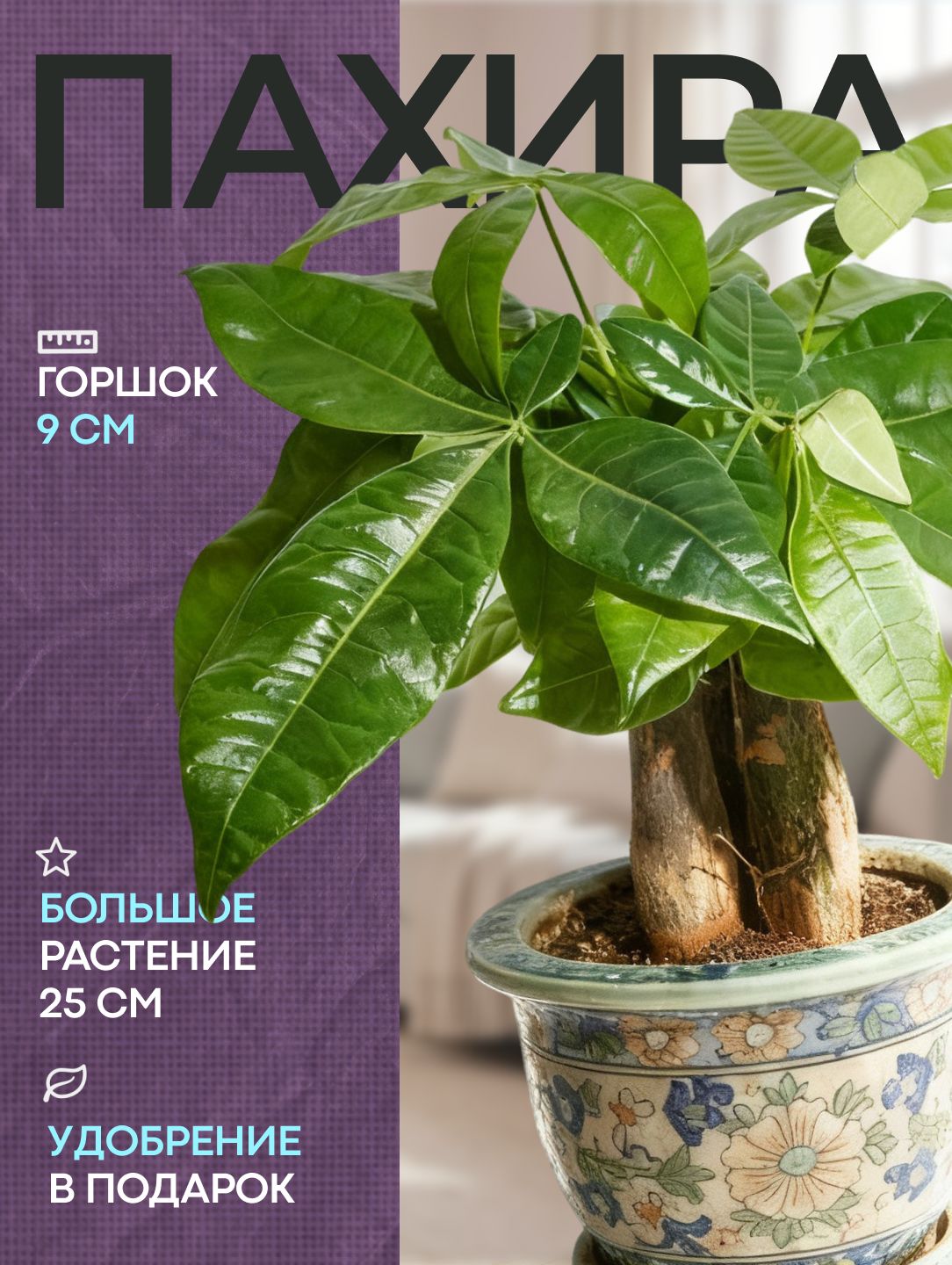 Пахира саженец комнатного растения живой