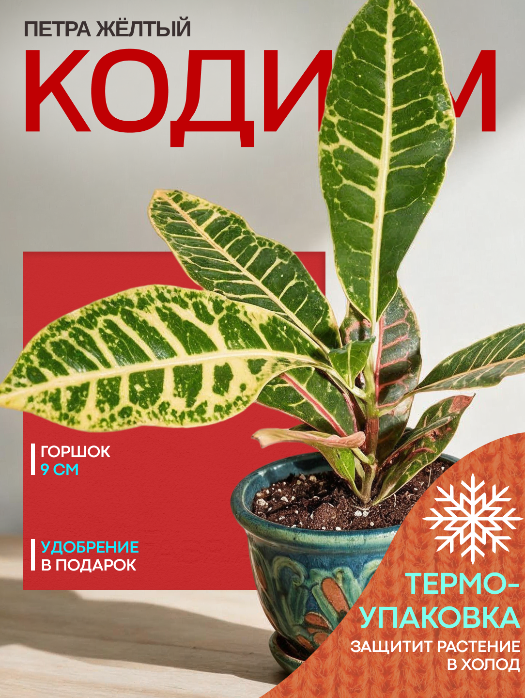 Кодиум Петра Жёлтый комнатный цветок в горшке живой