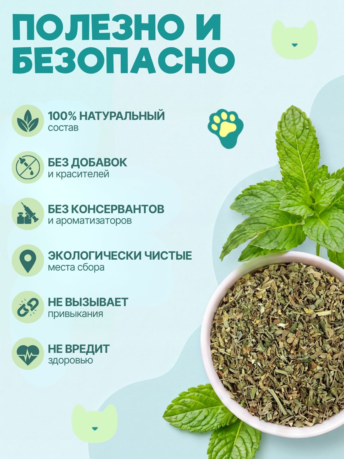 Кошачья мята — фото 1