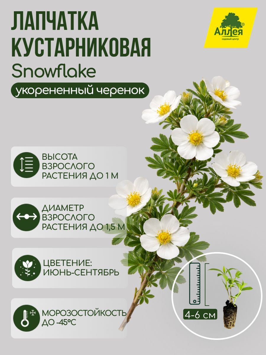Лапчатка кустарниковая Snowflake укорененный черенок, 1 шт.