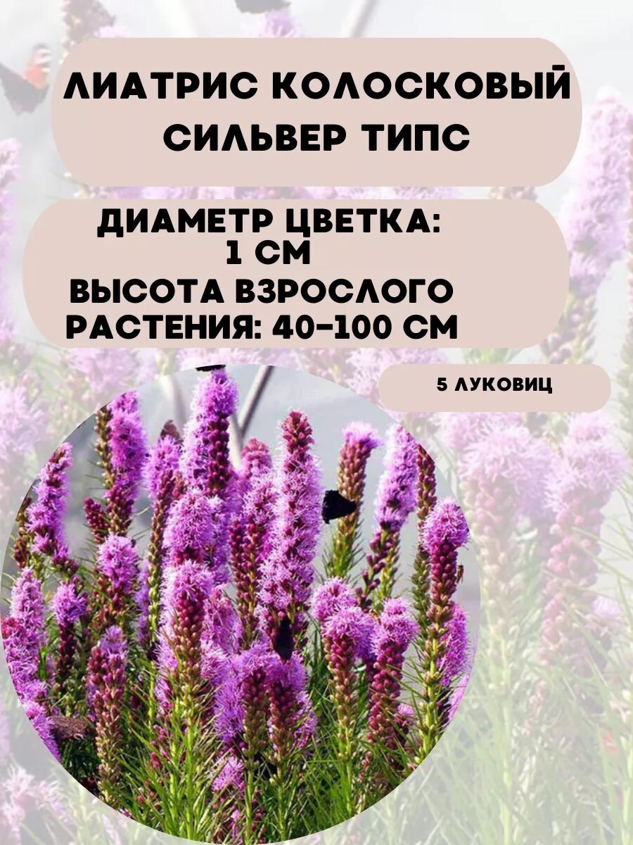Лиатрис колосковый/Луковицы лиатриса