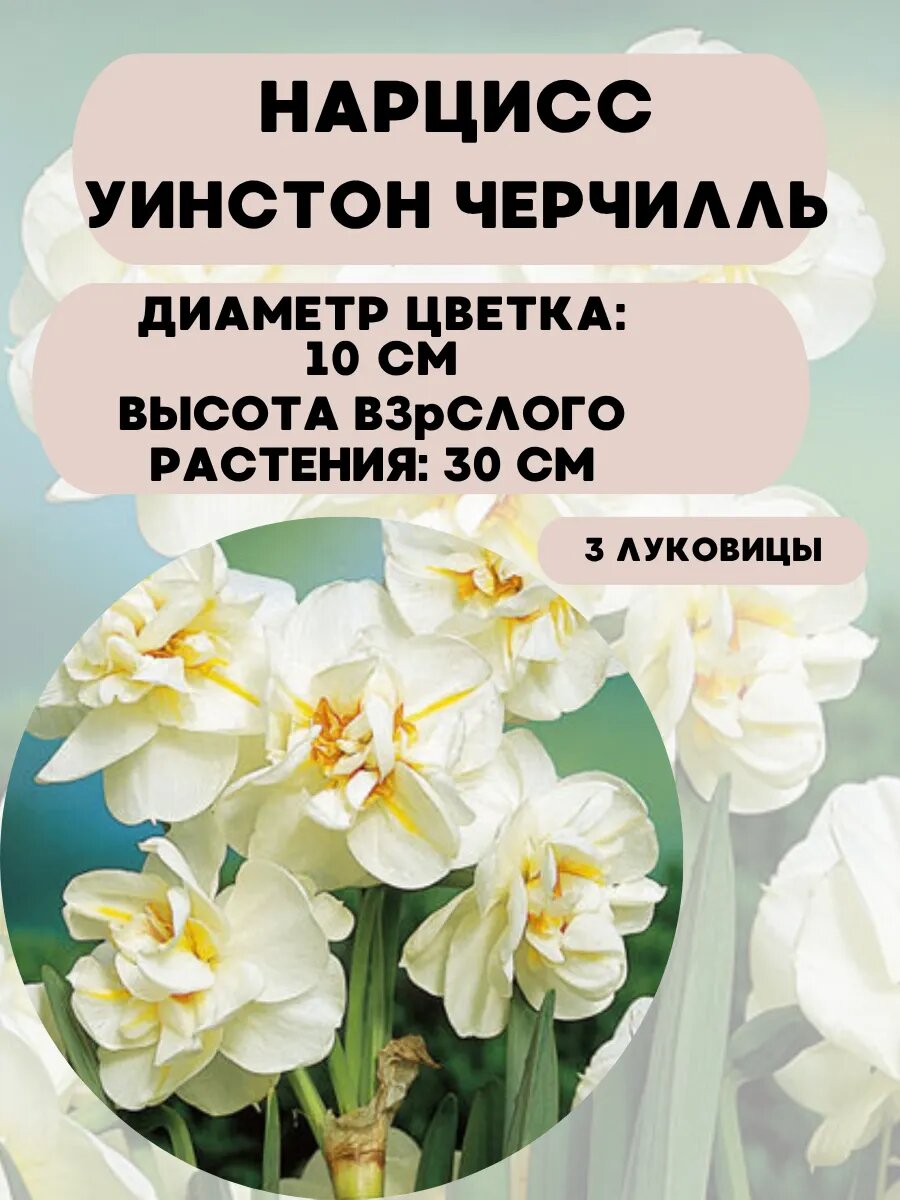 Нарцисс махровый / Луковицы нарцисса
