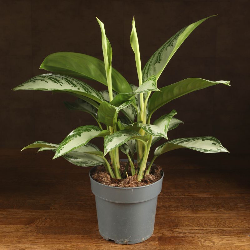 Комнатное растение LuxuryPlants Аглаонема Сильвер Бэй 55/17 в горшке