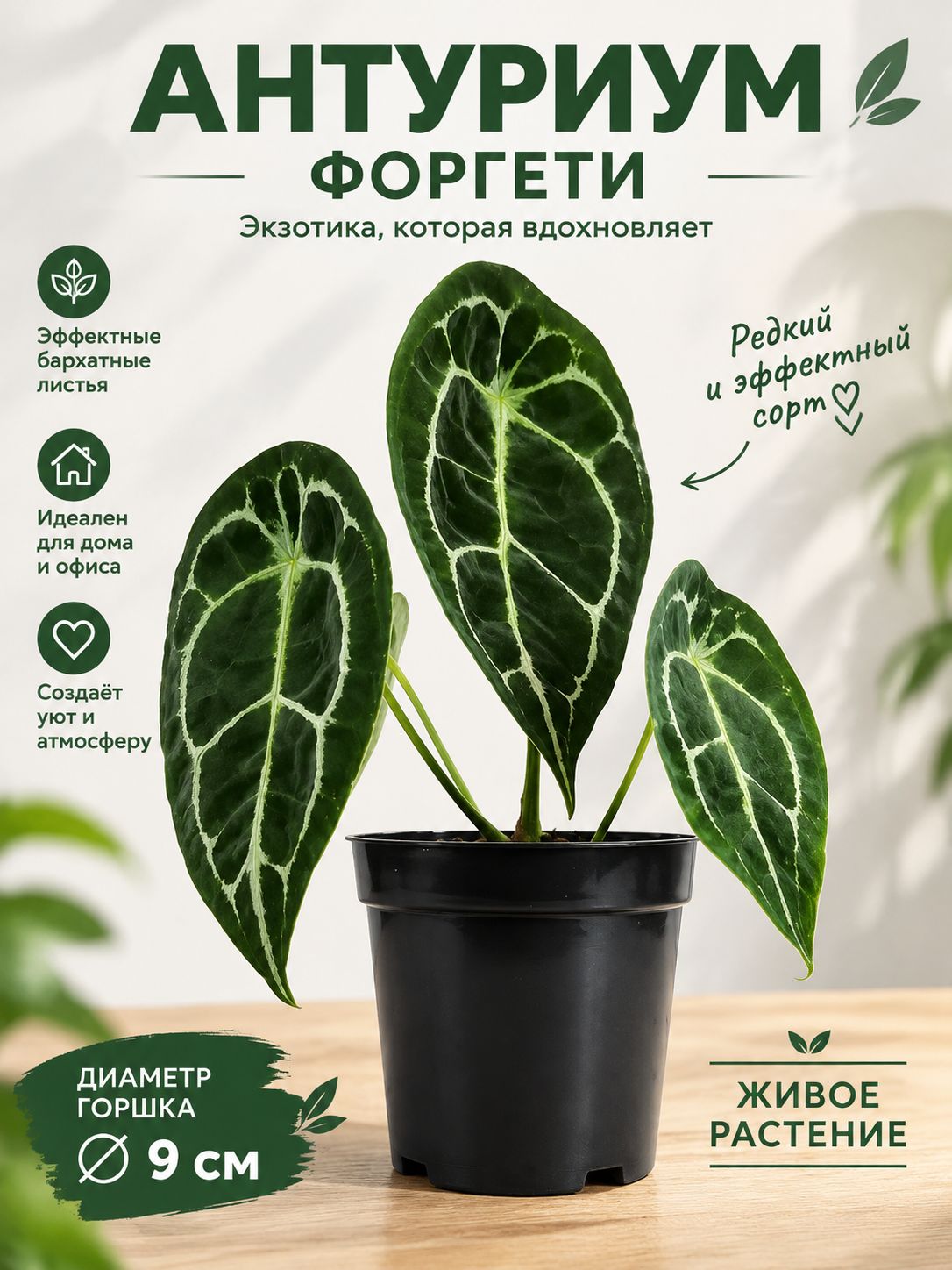 Антуриум Форгети, живое растение, D-9 живое растение