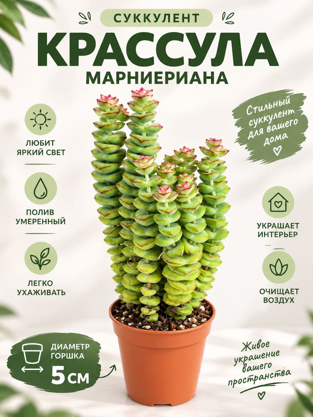 Крассула Марниериана Яркая (Crassula), живое растение, D-5 живое растение