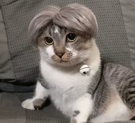 Забавный парик для кошек и собак Серый, GRAY