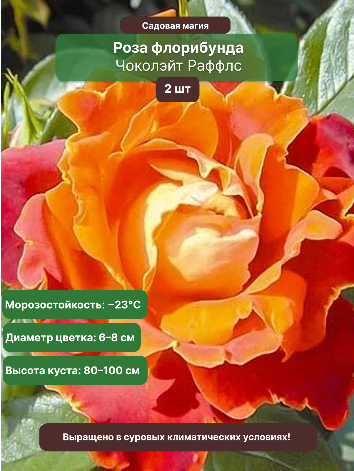 Роза "Чоколэйт Раффлс", флорибунда, 2 саж, многолетняя, оранжевые и желтые цветы