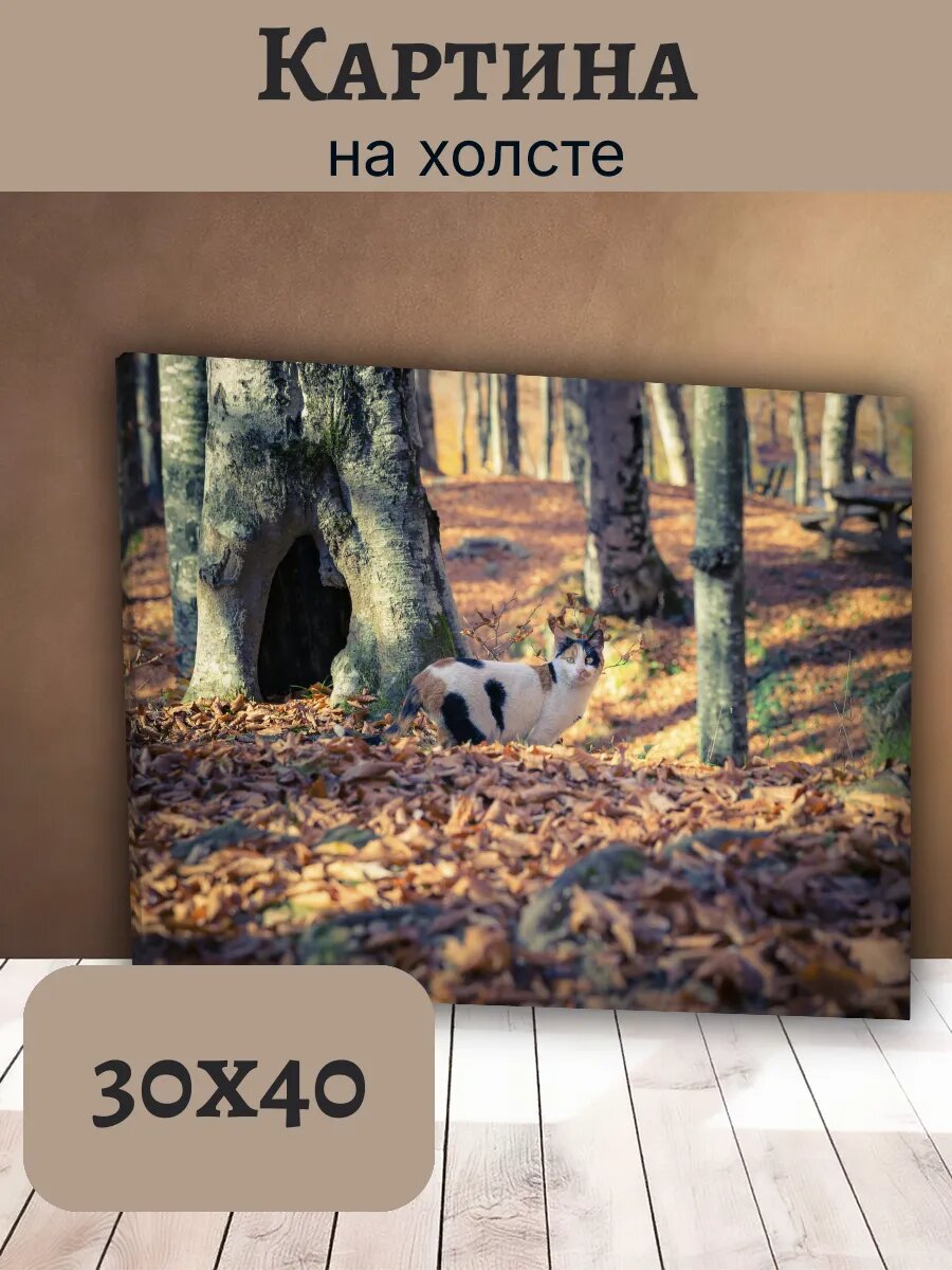 Картина Постер Кот Кошка Cat 30x40 трехцветная Осенний Лес
