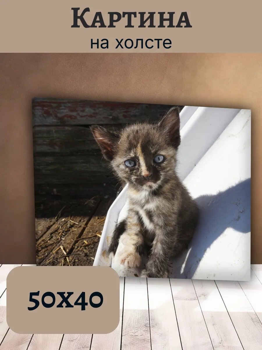 Картина Кот Кошка Cat 40x50 пушистый трехцветный котенок
