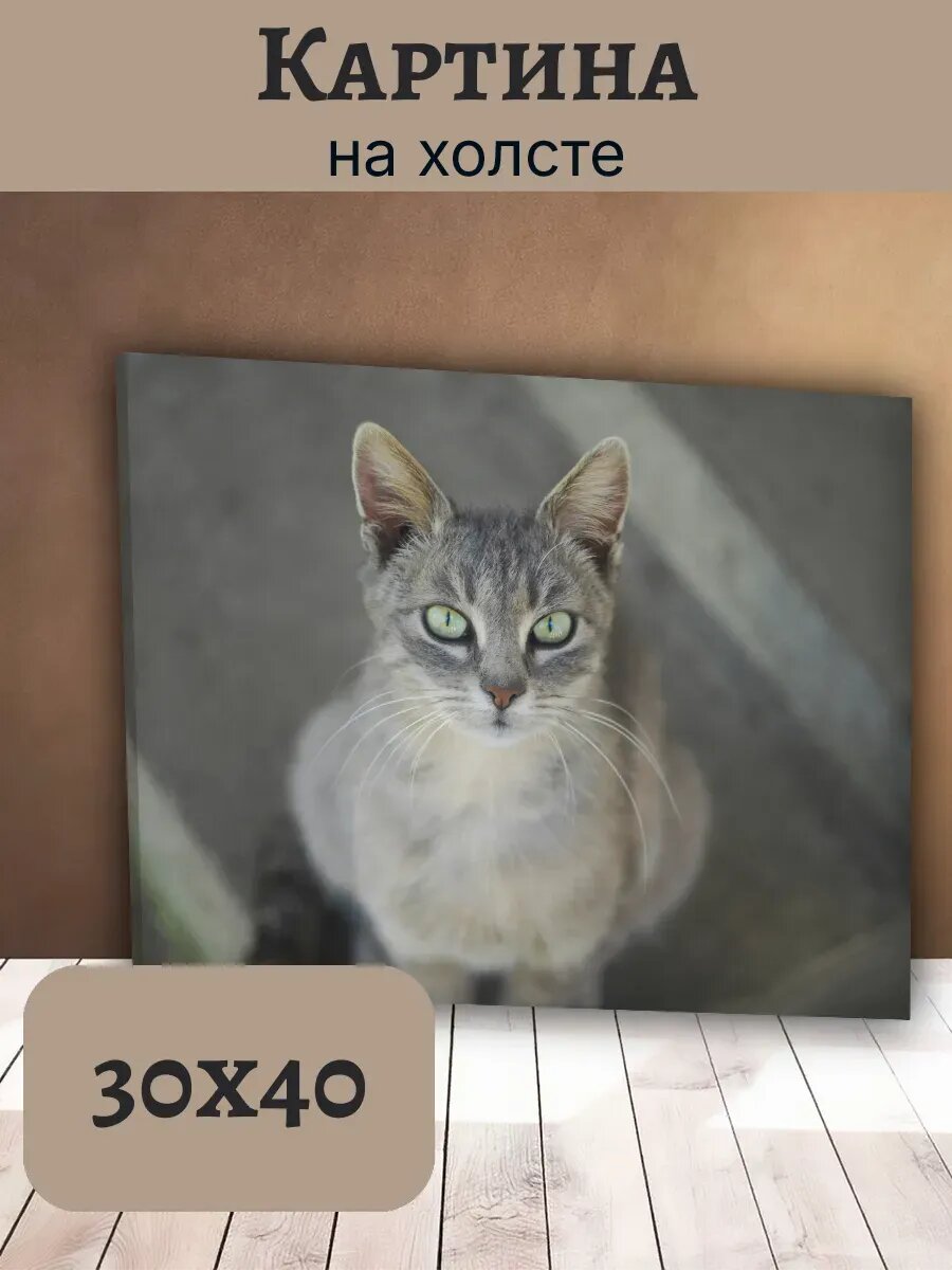 Картина Постер Кот Кошка Cat 30x40 серый Полосатый Табби
