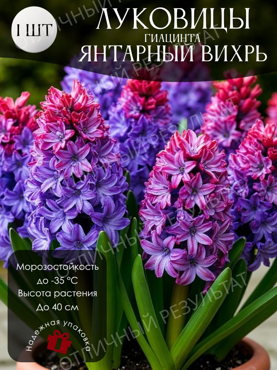 Луковицы Гиацинта
