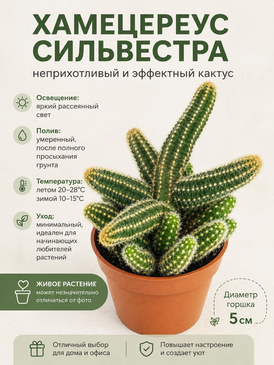 Хамецереус Сильвестра (Chamaecereus), кактус живой, D-5 и открытка