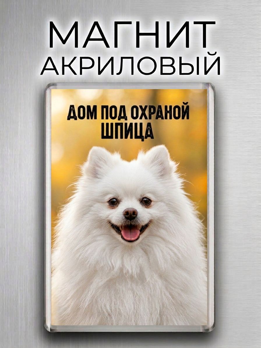Магнит на холодильник "Шпиц"- сувенир с собакой, подарок собачнику, белый шпиц