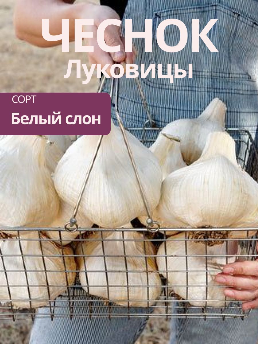 Чеснок Белый слон луковицы 0,5 кг