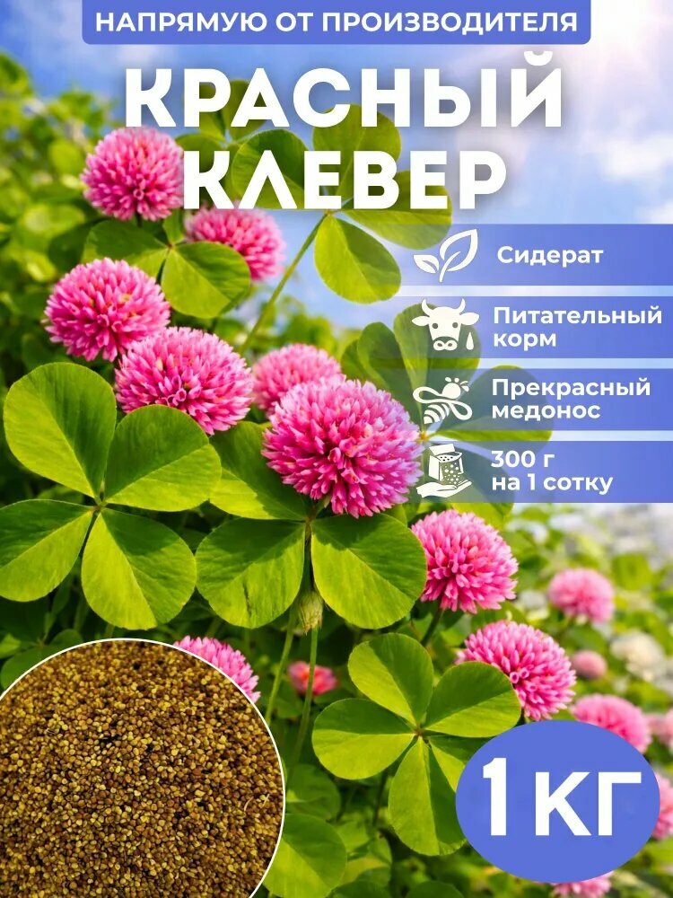 Красный клевер семена для газона многолетнего 1 кг