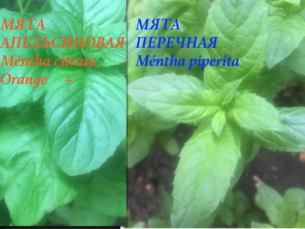 Мята перечная "Апельсиновая", Мята перечная. Саженцы 2 шт. в торфяных горшочках.