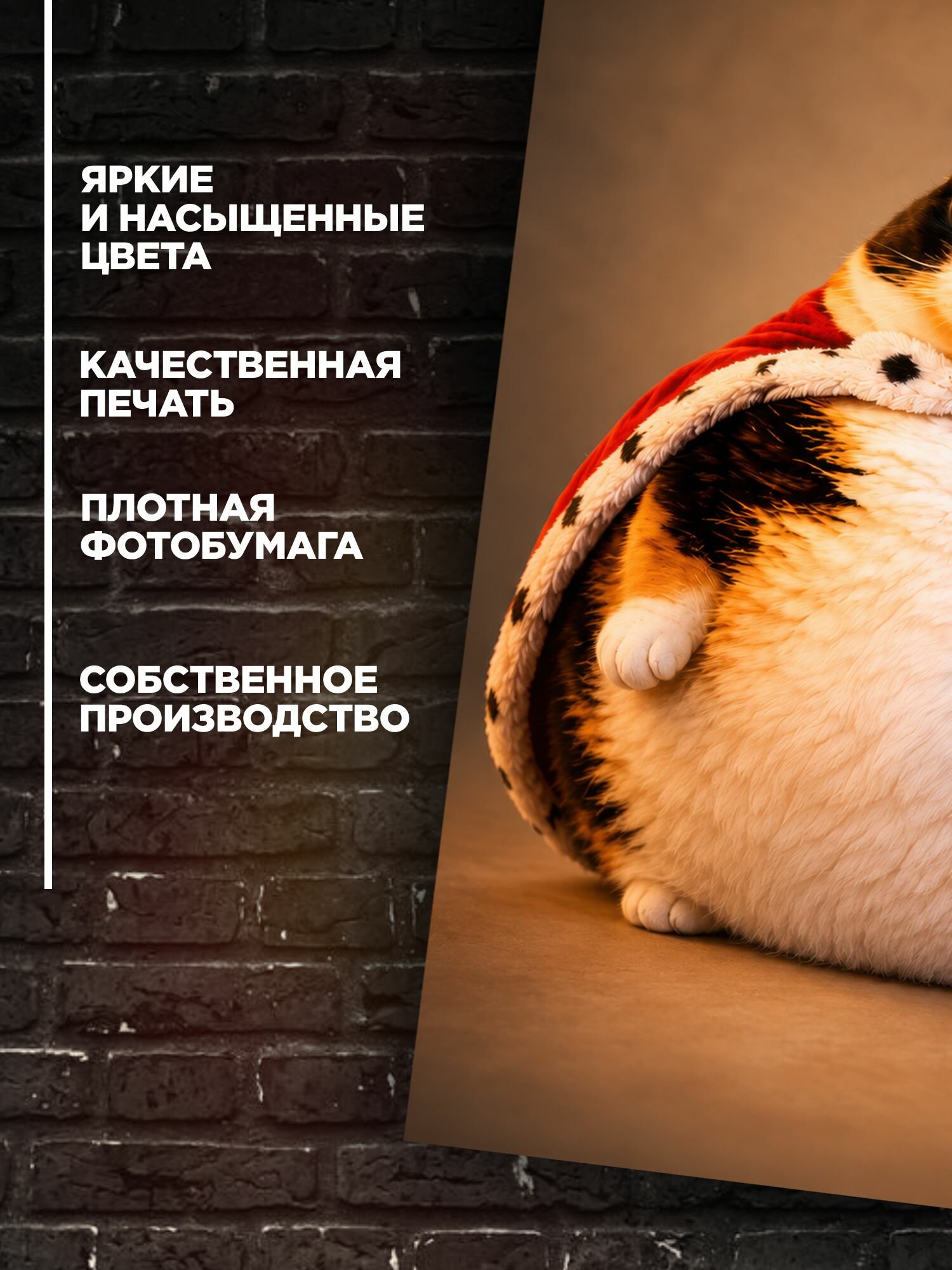 Постер на стену Котость мем — фото 1