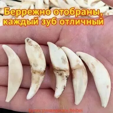 Славянский оберег Волчий Клык магический кулон амулет Зуб Волка4.0 4.4cm