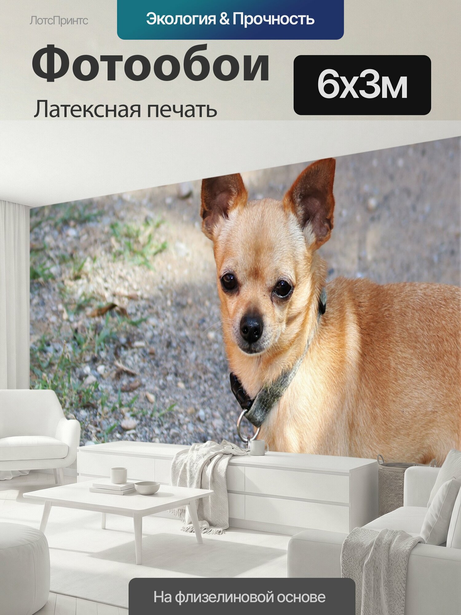 Фотообои моющиеся ударопрочные "Коричневая собака чихуахуа крупным плано Крупный план маленькой коричневой собаки чихуахуа с биркой ошейника." 600x300 см. латексная печать