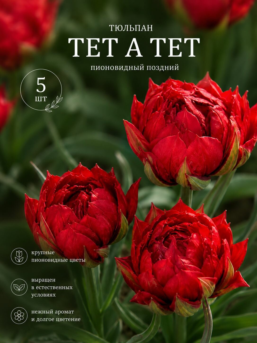 Тюльпан луковицы многолетние сорта "Тет А Тет" , 5 шт в упаковке