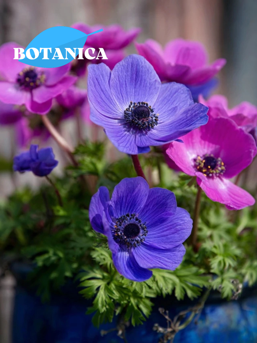 Клубни цветов, botanica garden, TWIN, Анемоны Мистер Фоккер 5 шт / Сильфида 5 шт (10 штук)