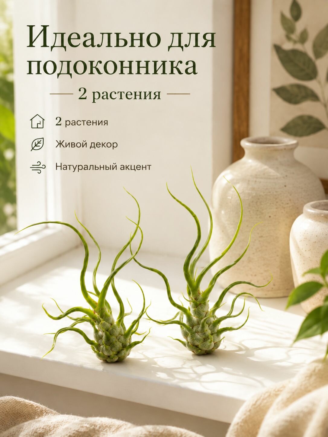 Тилландсия воздушное растение для дома неприхотливое комнатное растение очищающее воздух