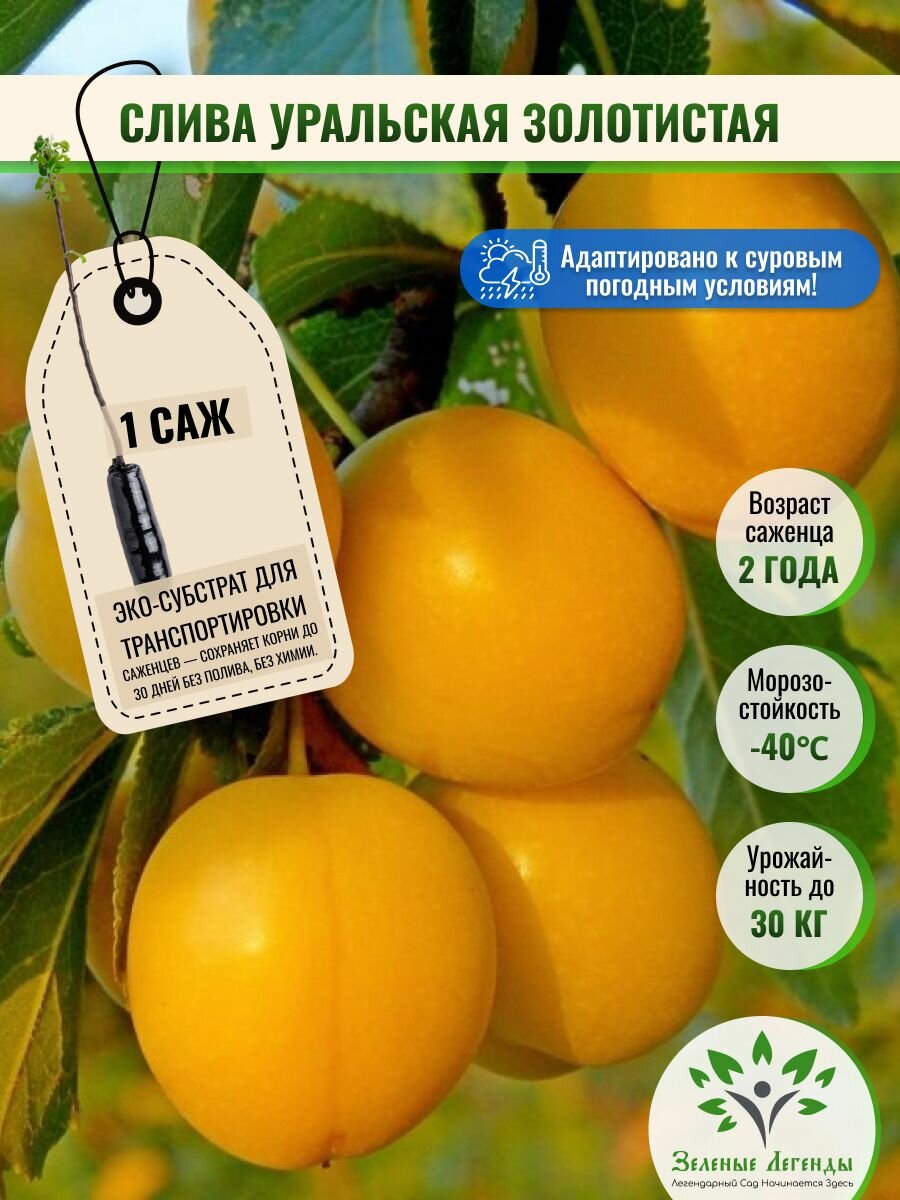 Слива Уральская золотистая