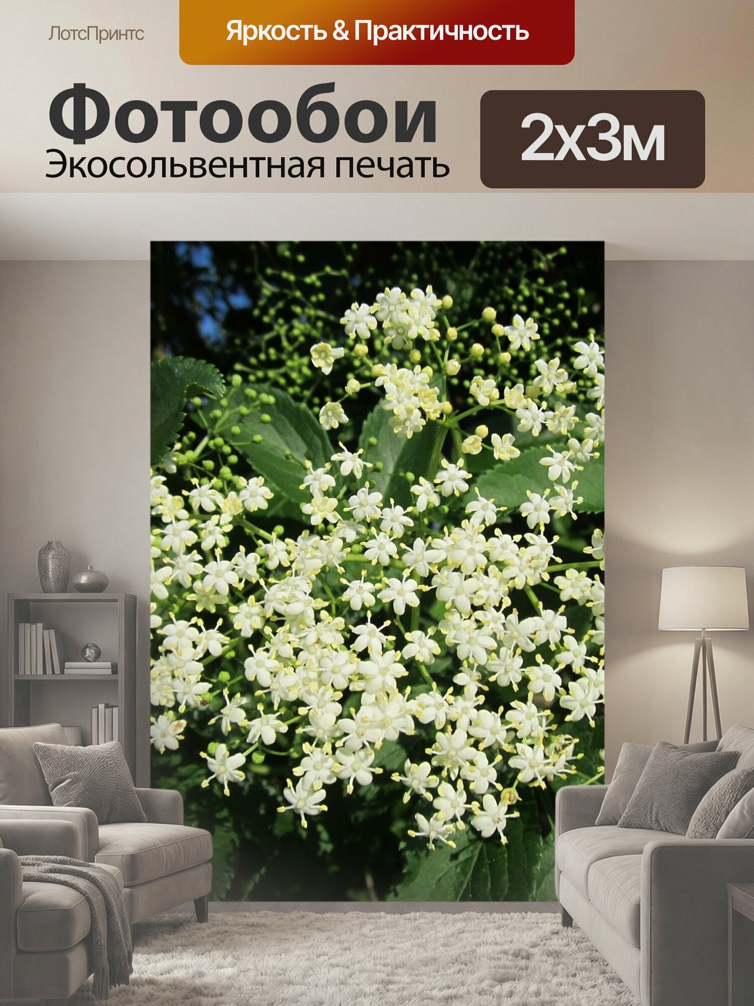 Фотообои "Самбук черный, старейшина, бузина" 200x300 см. экосольвентная печать