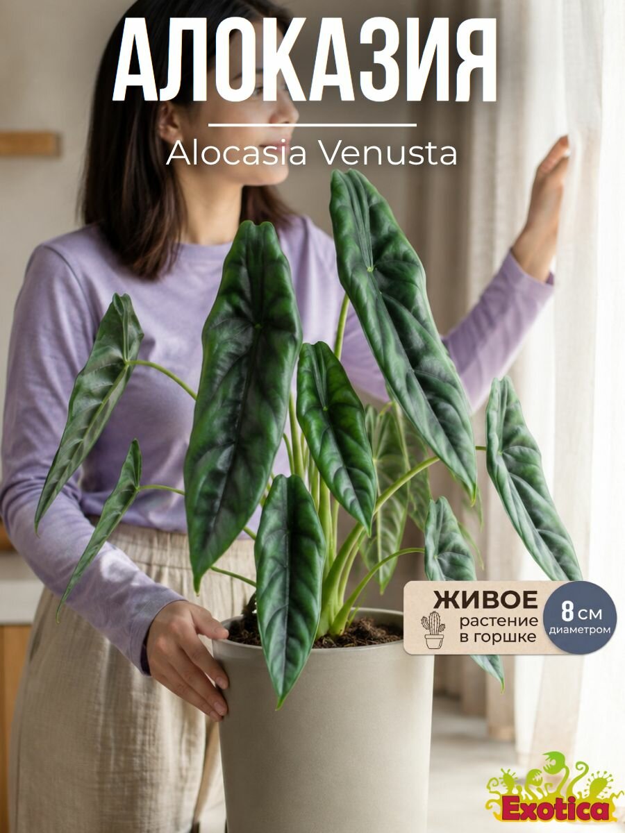 Алоказия Венуста (Alocasia Venusta) D8см, живое растение