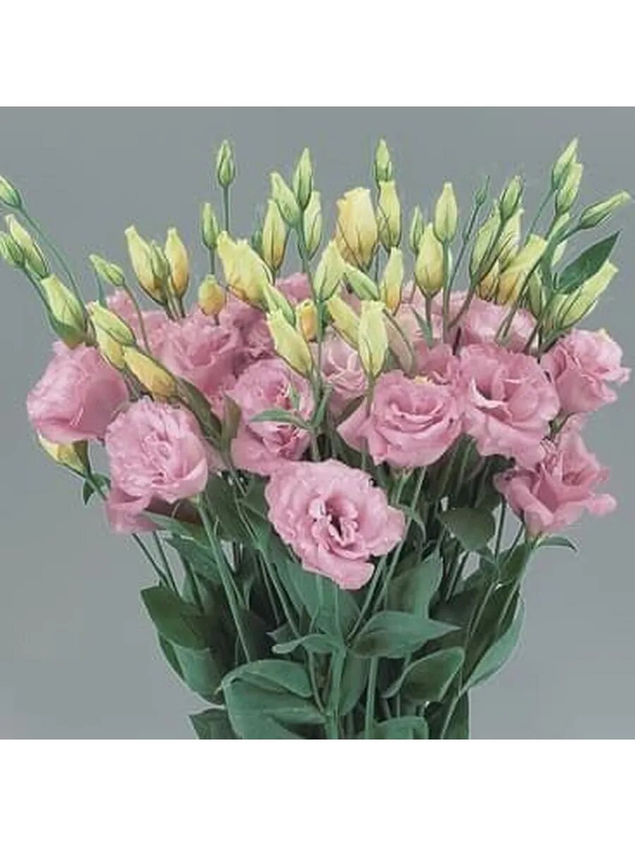 Семена эустомы (лизиантуса) Super Magic I-II F1 rose (10шт.)
