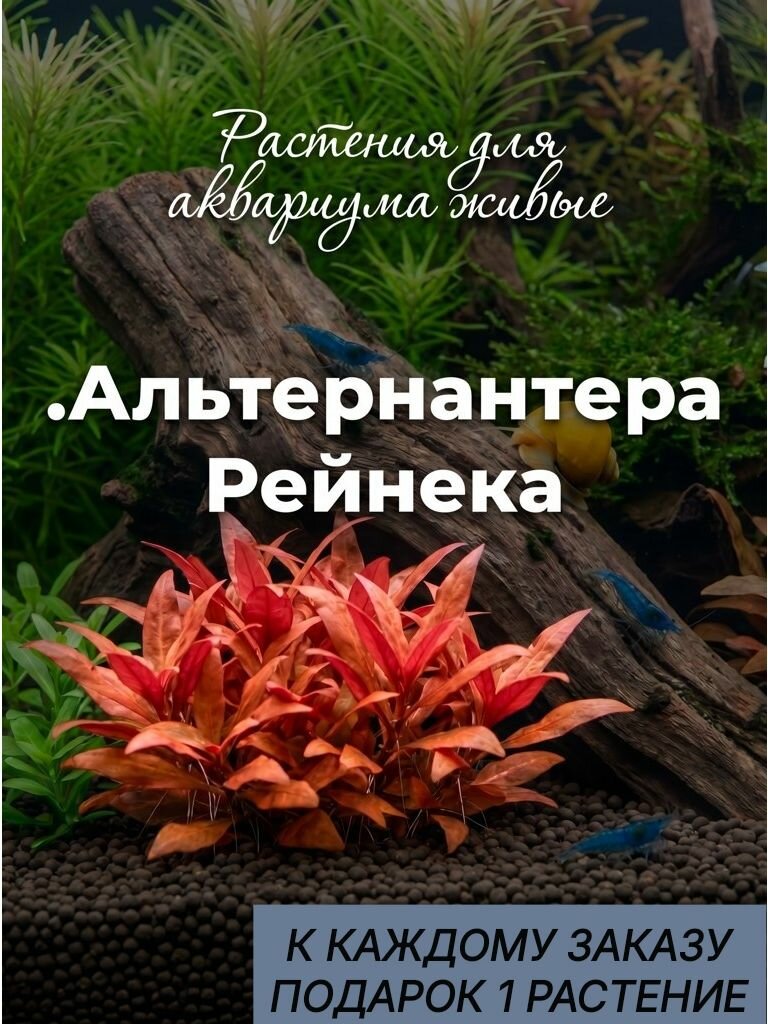 Растения для аквариума живые. Альтернантера Рейнека. 2 ветки.