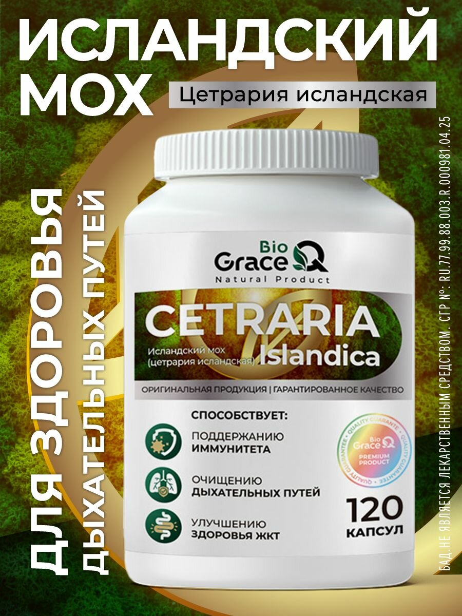 Исландский мох цетрария цетрария исландский мох лишайник