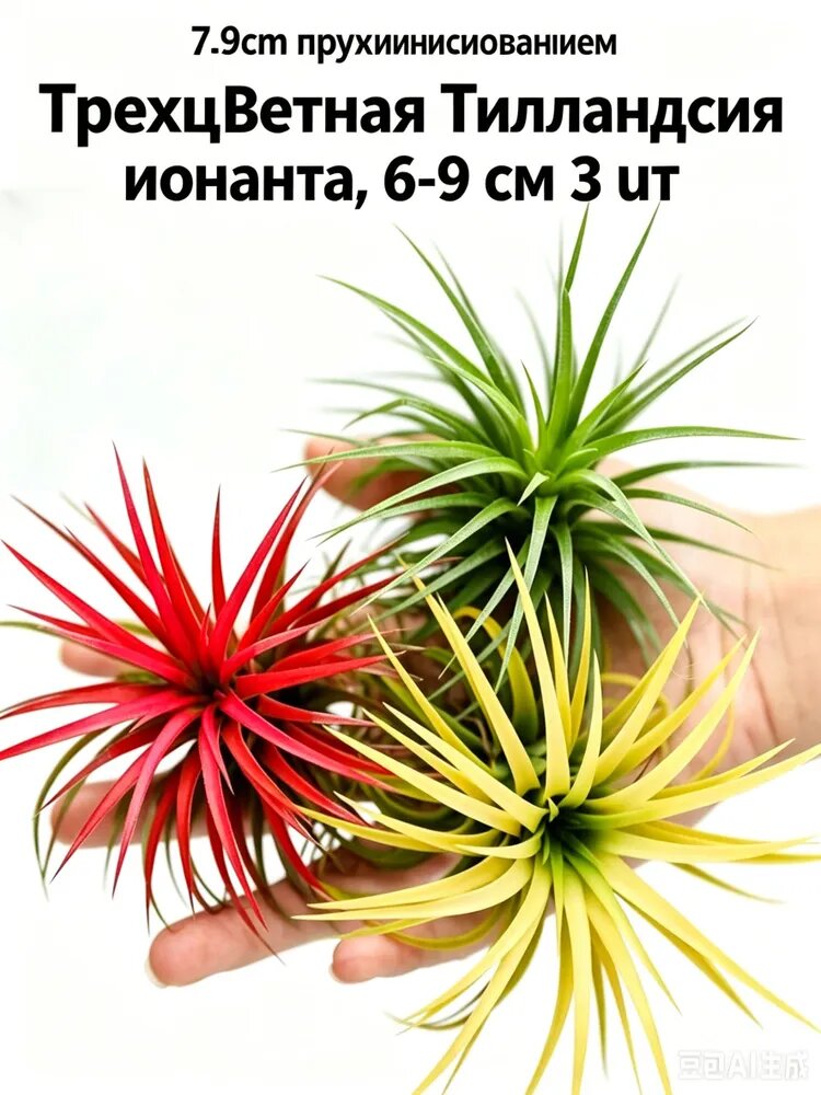 Трехцветная Тилландсия ионанта, 6-9 см, 3 шт. (с пружинным основанием) живые воздушные растения для интерьера, без грунта