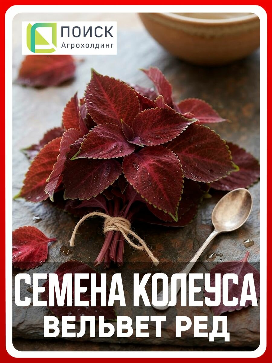 Семена Колеус Визард "Вельвет Ред", 10 шт, однолетние цветы, цветы для дачи, сада и огорода, на рассаду, в открытый грунт, в теплицу, в парник, на подоконнике, в домашних условиях