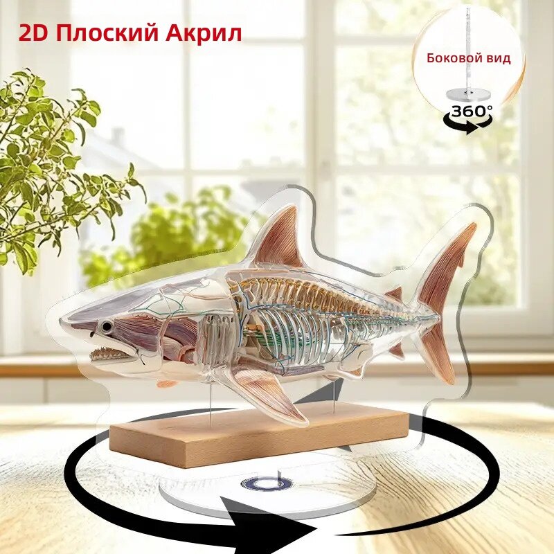 2D-модель анатомии акулы из акрила, 360° вращающаяся, с маркировкой сердца, печени и плавательного пузыря, для дома/офиса, аквариумов или классов, легкая сборка с вращающейся подставкой, модель A