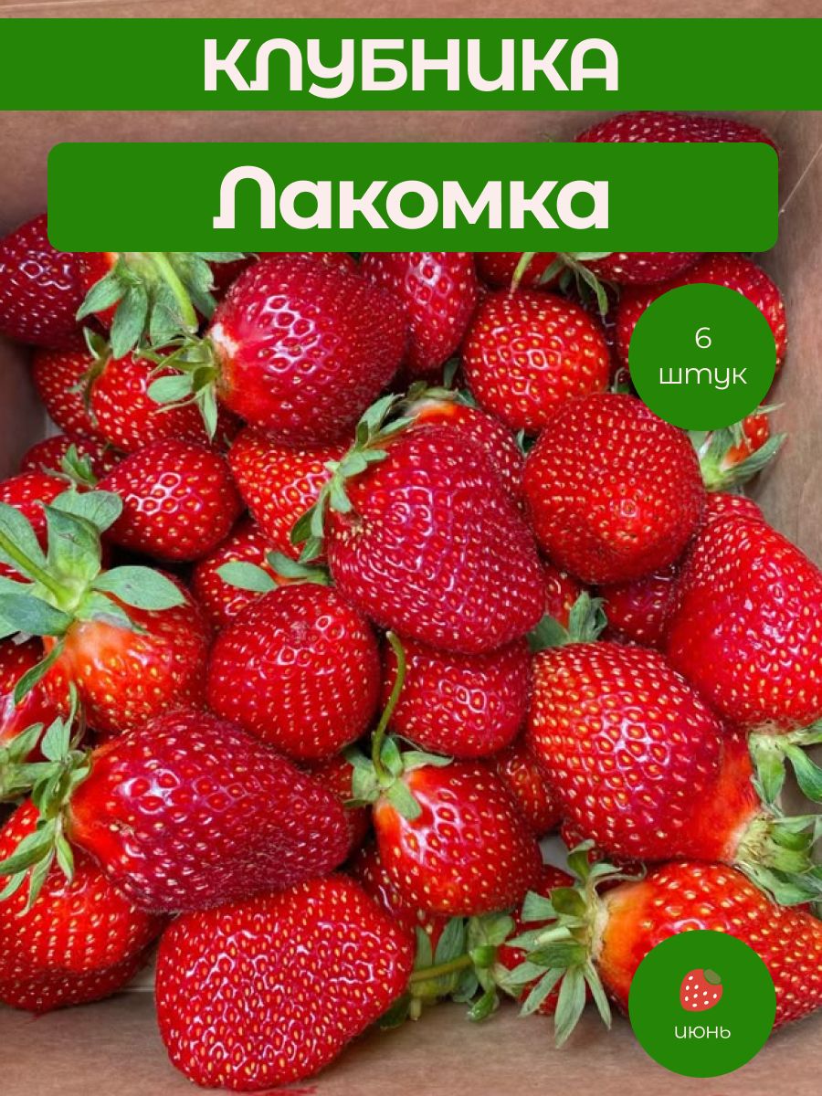 Клубника Лакомка 6 штук