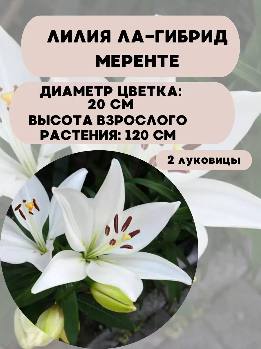 Лилия ла-гибрид/Лилия от-гибрид/Лилиля азиатская