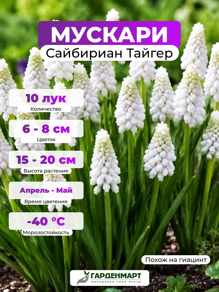 Мускари Сайбириан Тайгер, 10 лук