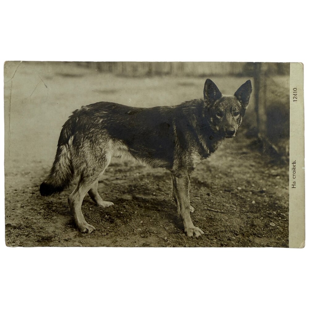 Почтовая открытка "На стойке" 1900-1917 гг. Российская Империя