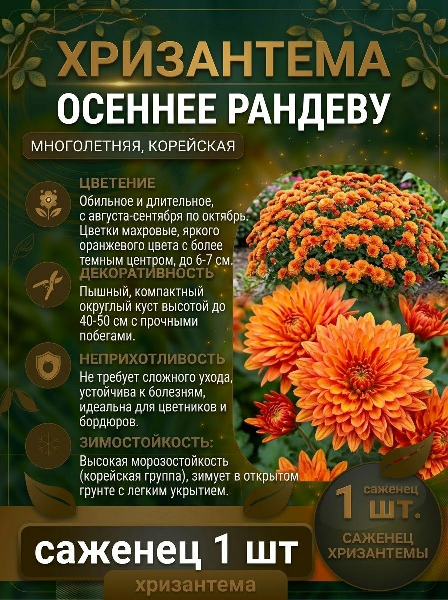 Хризантема саженец Осеннее Рандеву 1шт