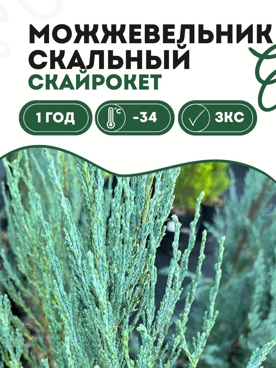 Можжевельник 0.5 литра Скайрокет 1 саженец. Саженец с ЗКС в горшке!