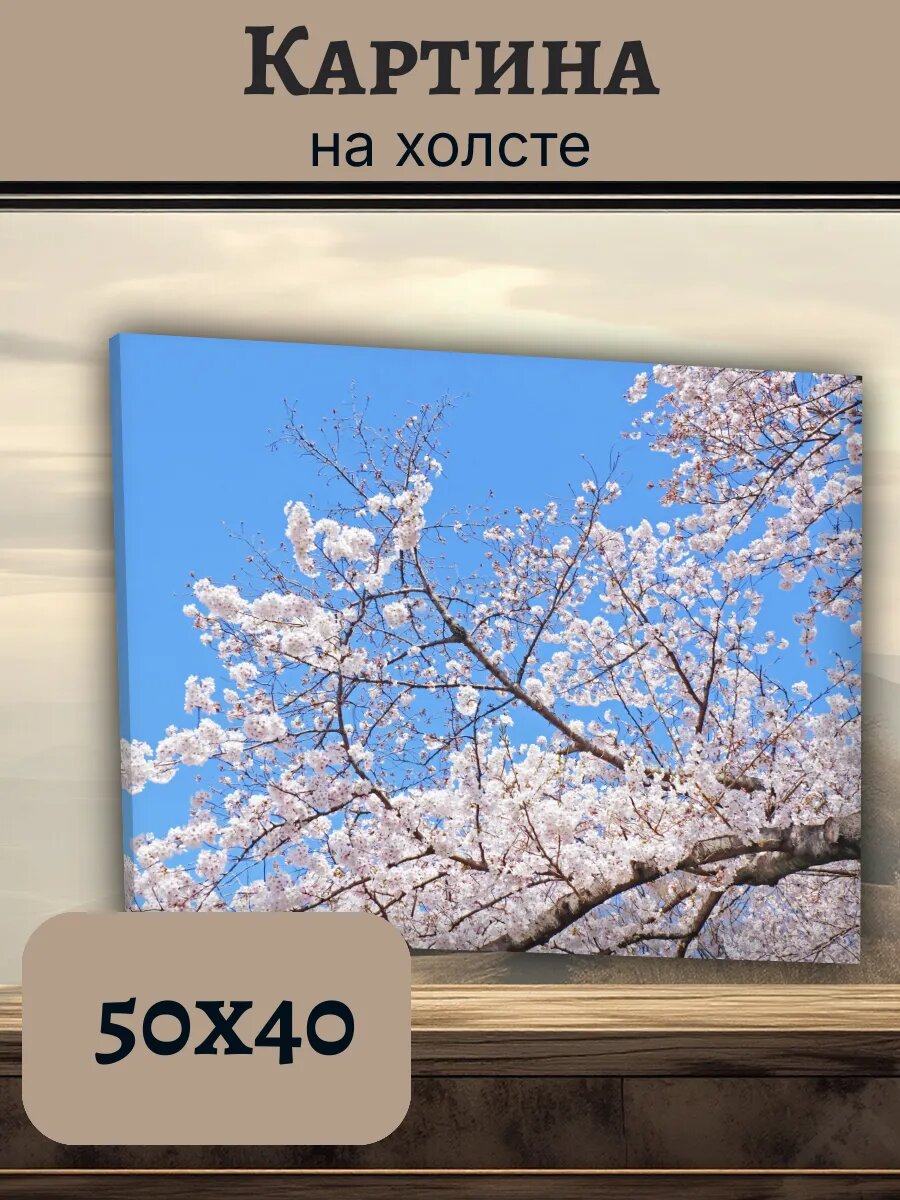 Картина Япония Japan 40x50 цветущая сакура