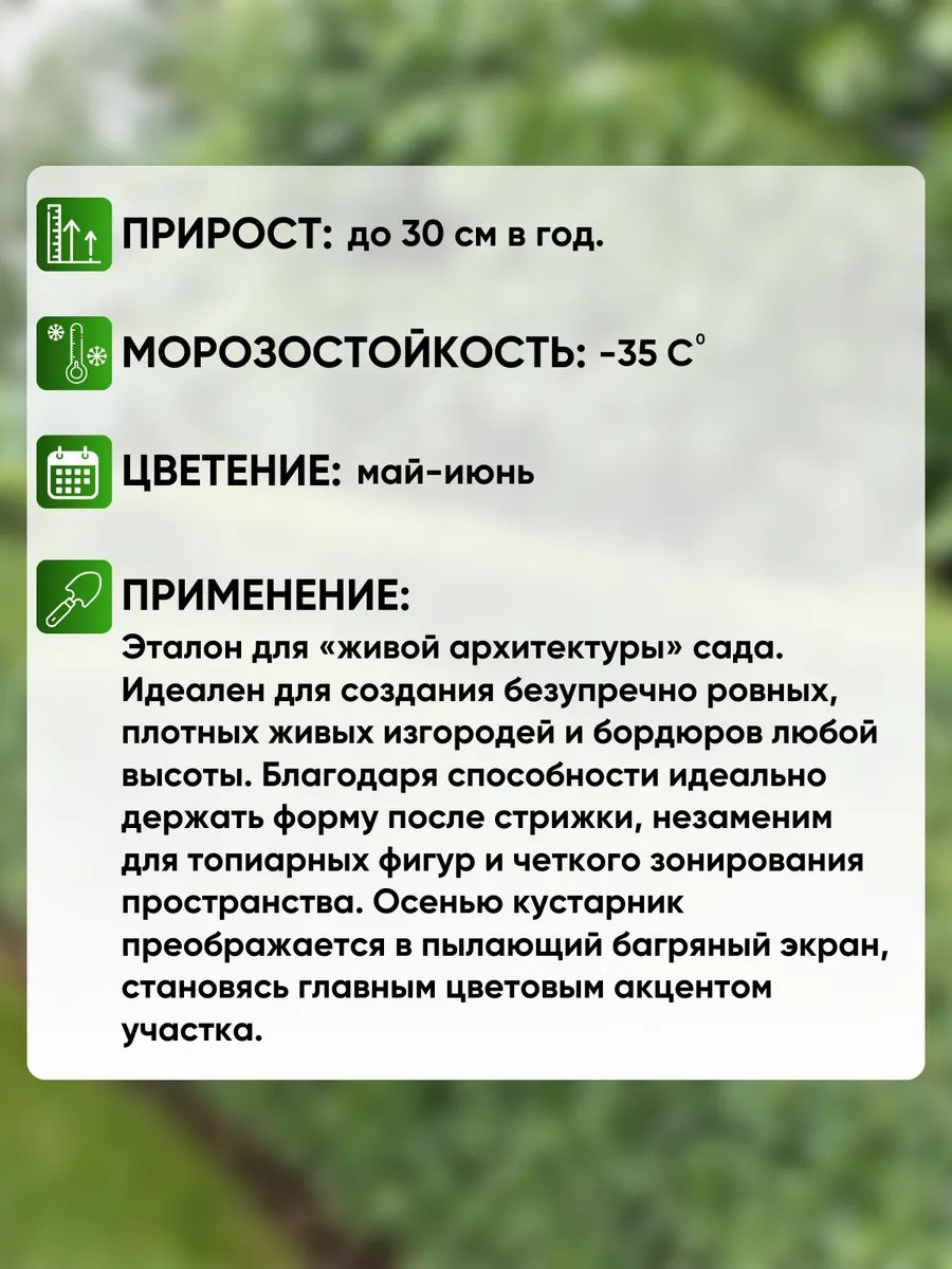 Кизильник блестящий, саженец для сада и дачи, декоративное растение для посадки — фото 1