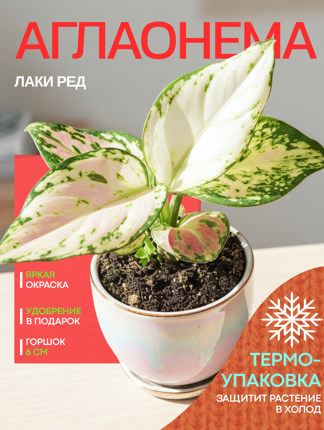 Аглаонема Лаки Ред комнатный цветок в горшке живой