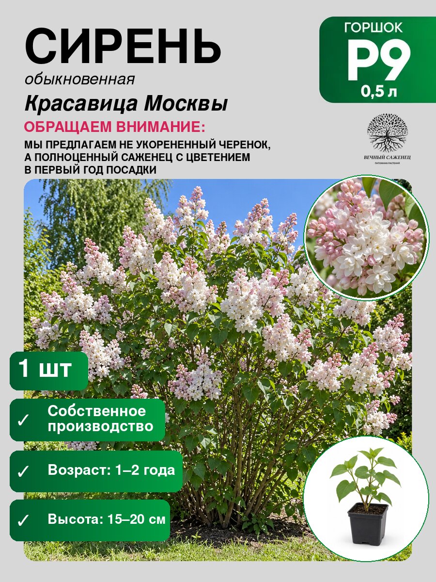 Сирень обыкновенная Красавица Москвы, саженец для сада и дачи, декоративное растение для посадки