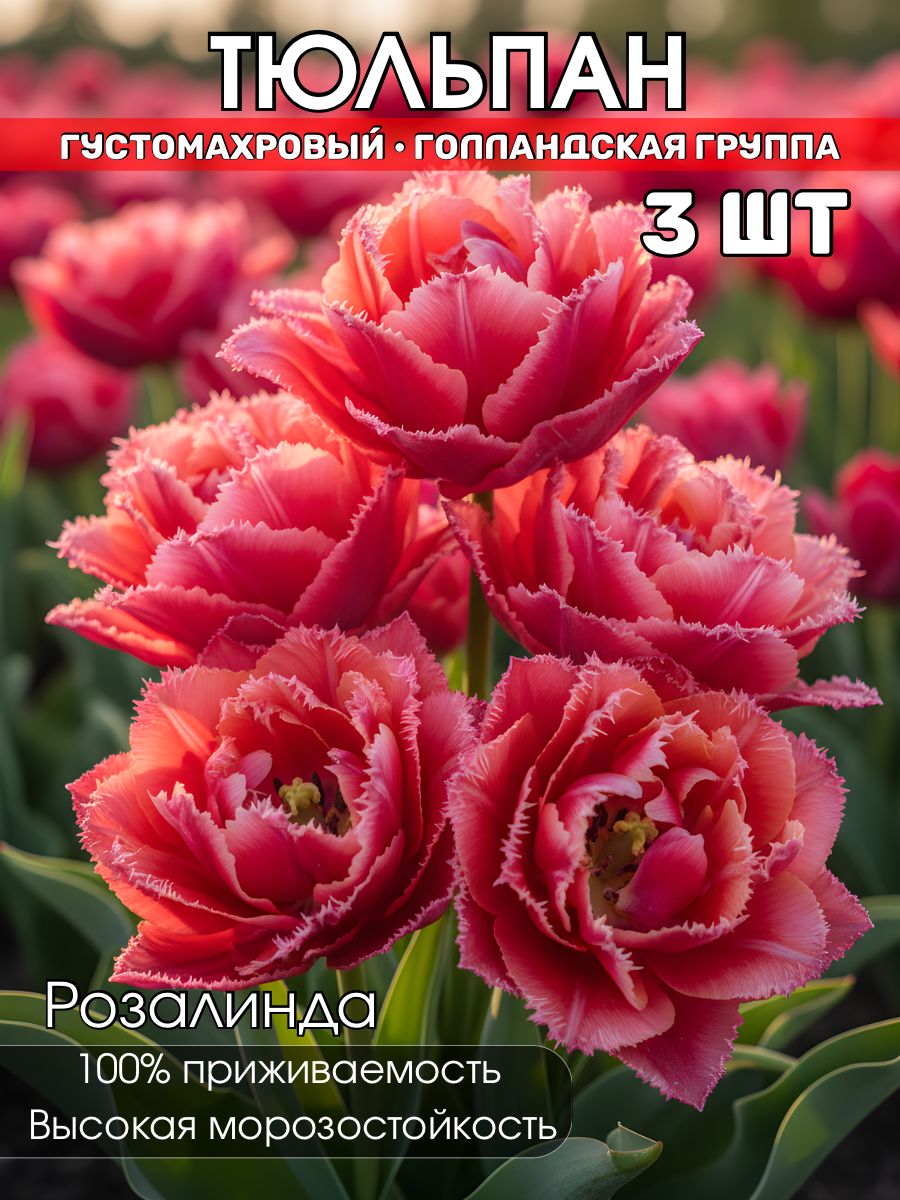 Тюльпан Розалинда луковицы 3 шт