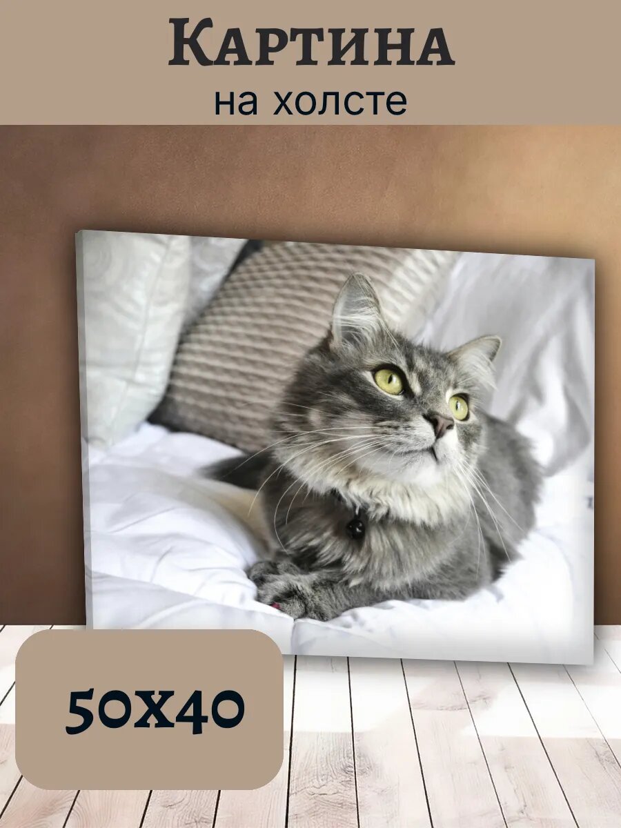 Картина Кот Кошка Cat 40x50 пушистый серый кот на кровати