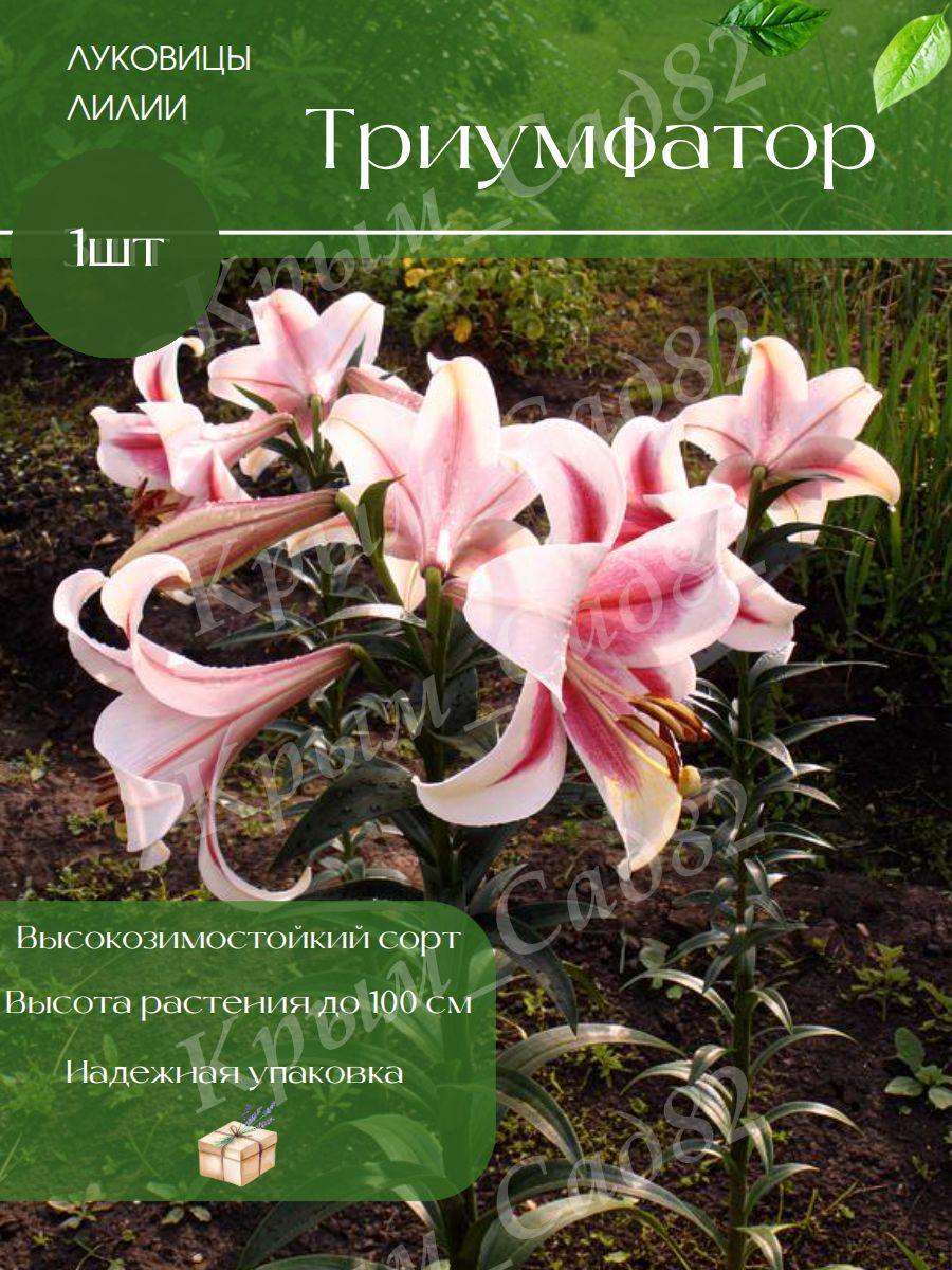 Луковицы Лилии Триумфатор