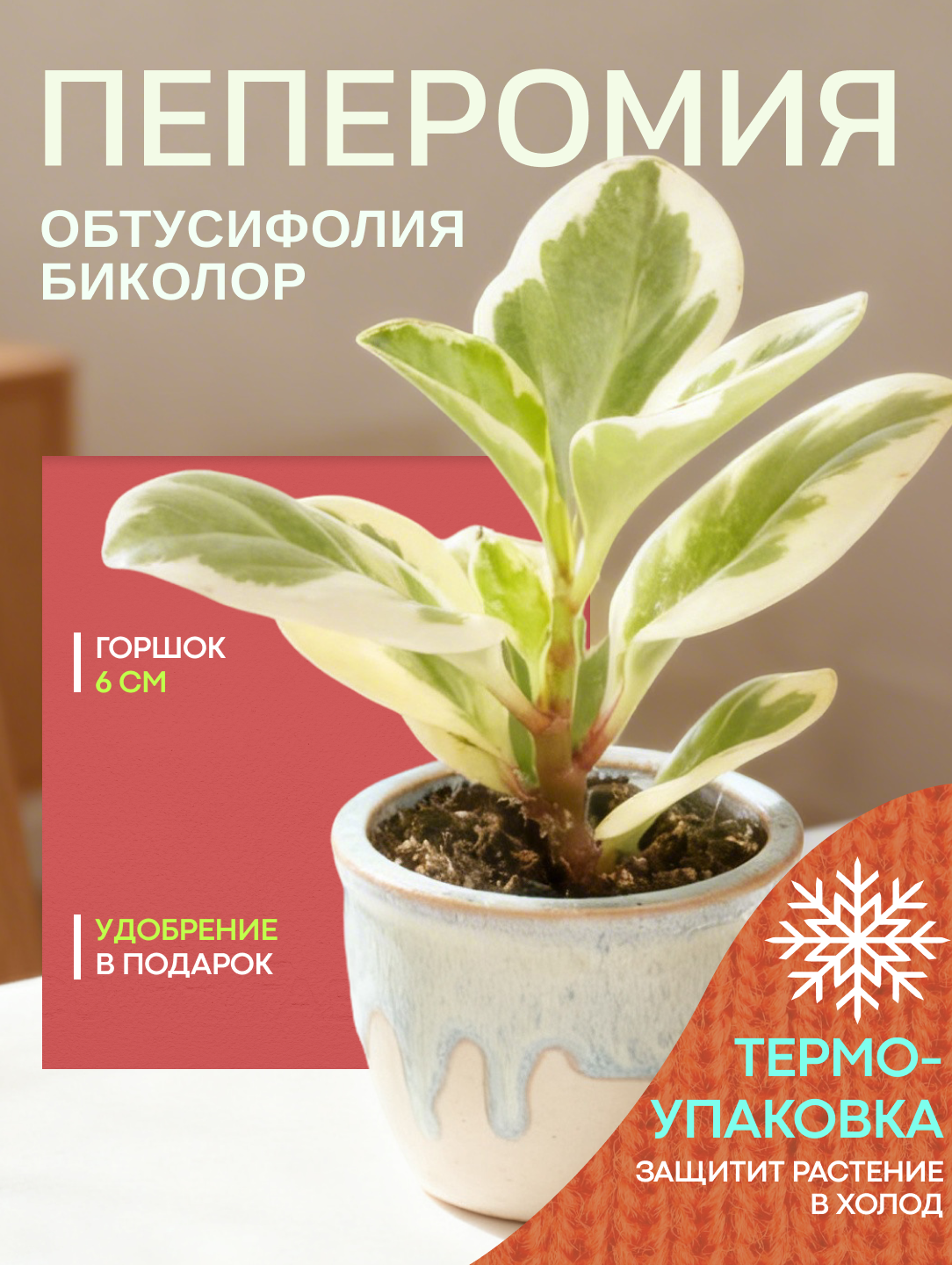 Пеперомия Обтусифолия Биколор Живое комнатное растение
