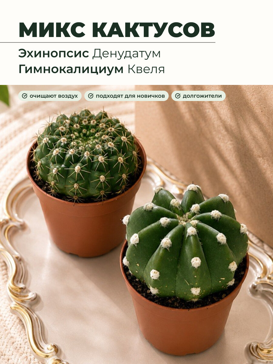 Кактусы микс, многолетние, шаровидной формы, живые растения 2 вида